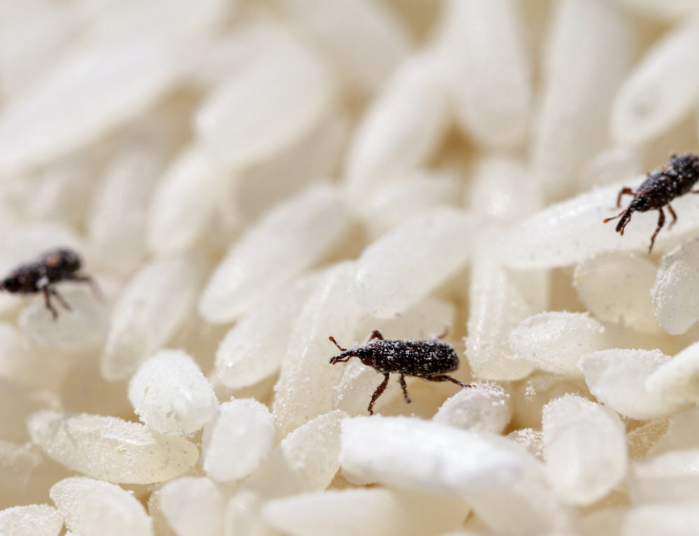 Psocids in Food Processing and Distribution - IFC